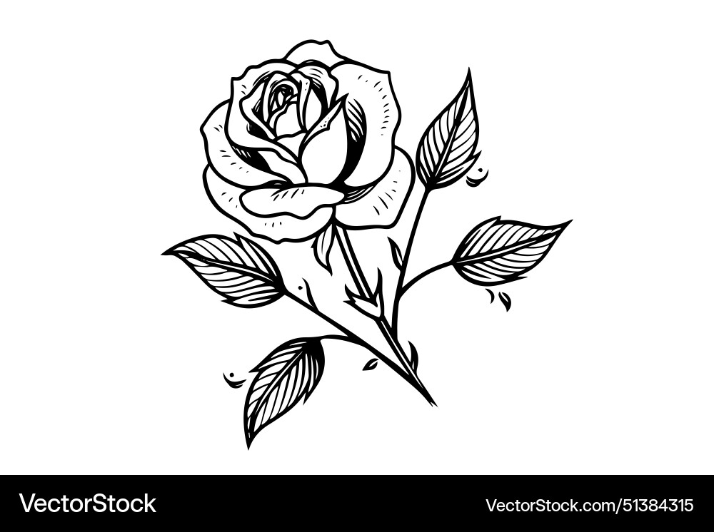 Rose flower hand drawn ink sketch engraving style Vector Image
