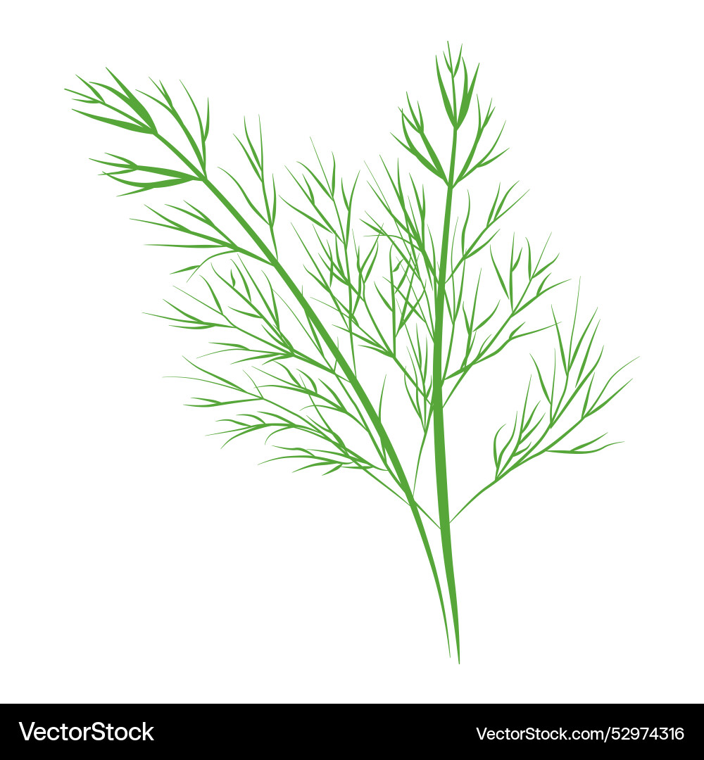 Dill herb Royalty Free Vector Image - VectorStock