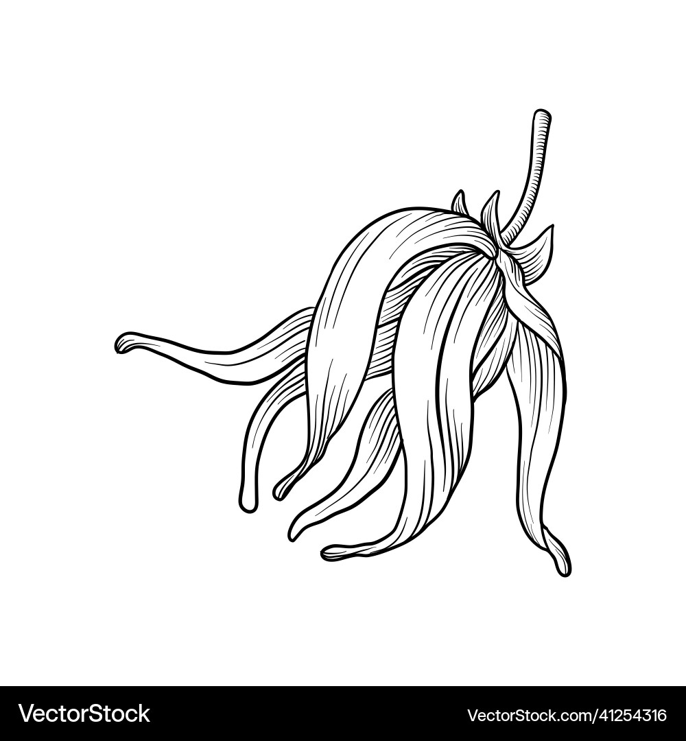 Drawing flower of cananga tree Royalty Free Vector Image