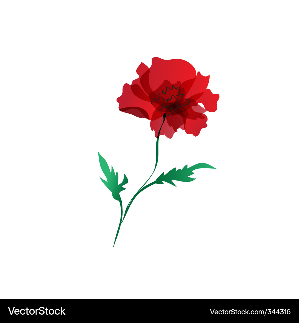 Red poppy isolated over white Royalty Free Vector Image