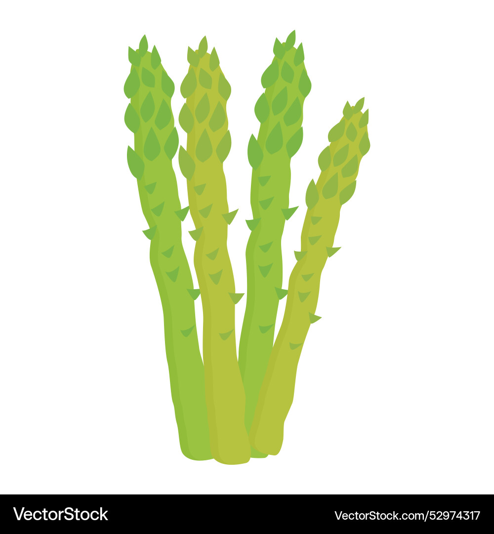 Asparagus stalks art Royalty Free Vector Image