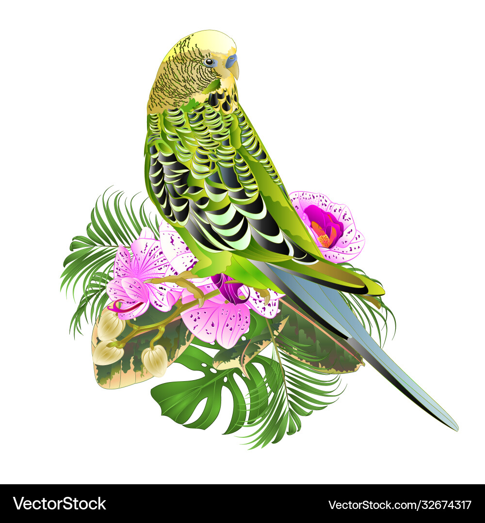 Budgerigar green pets parakeet on a bouquet Vector Image