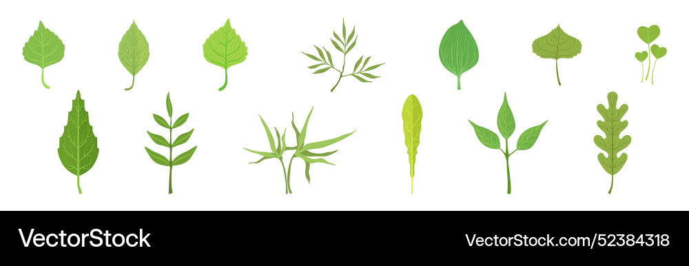 Green leaf stem and stalk as foliage set Vector Image