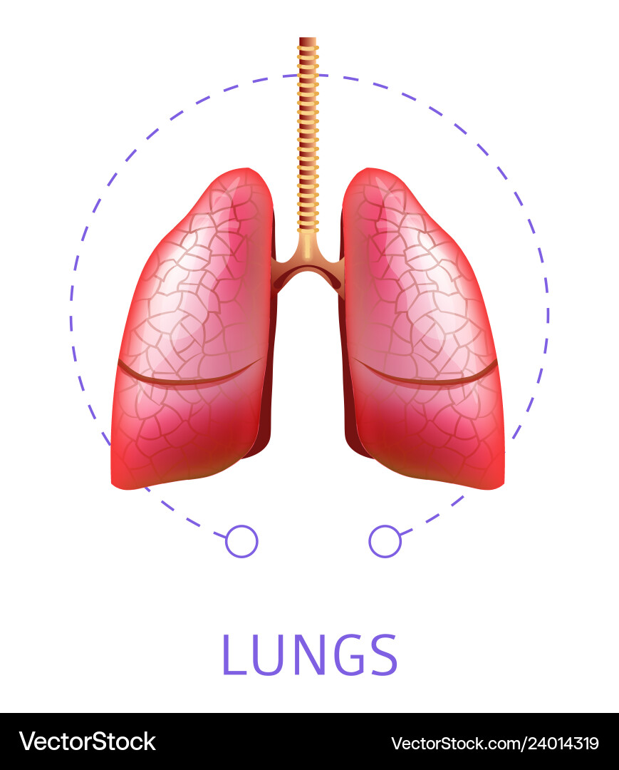 Internal Organs Lungs
