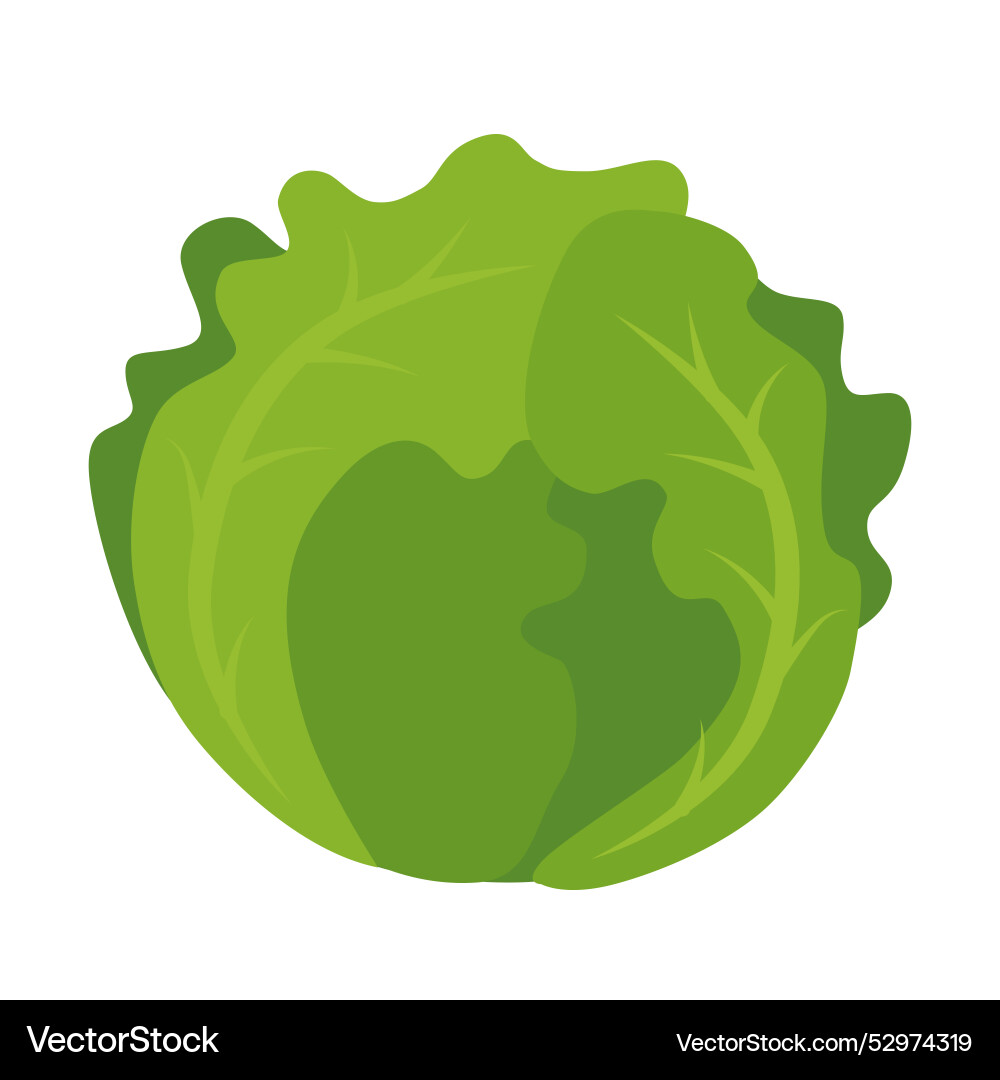 Lettuce head graphic Royalty Free Vector Image