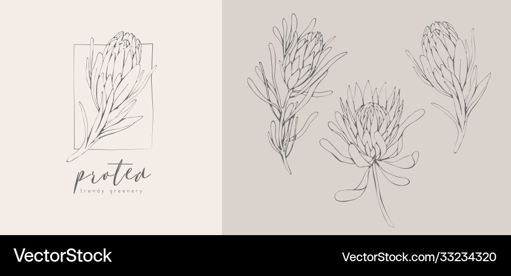 Protea logo and flowers hand drawn wedding herb Vector Image
