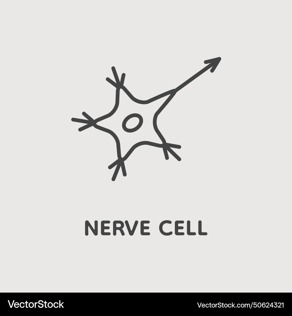 Neuron nerve cell anatomy icon isolated Royalty Free Vector