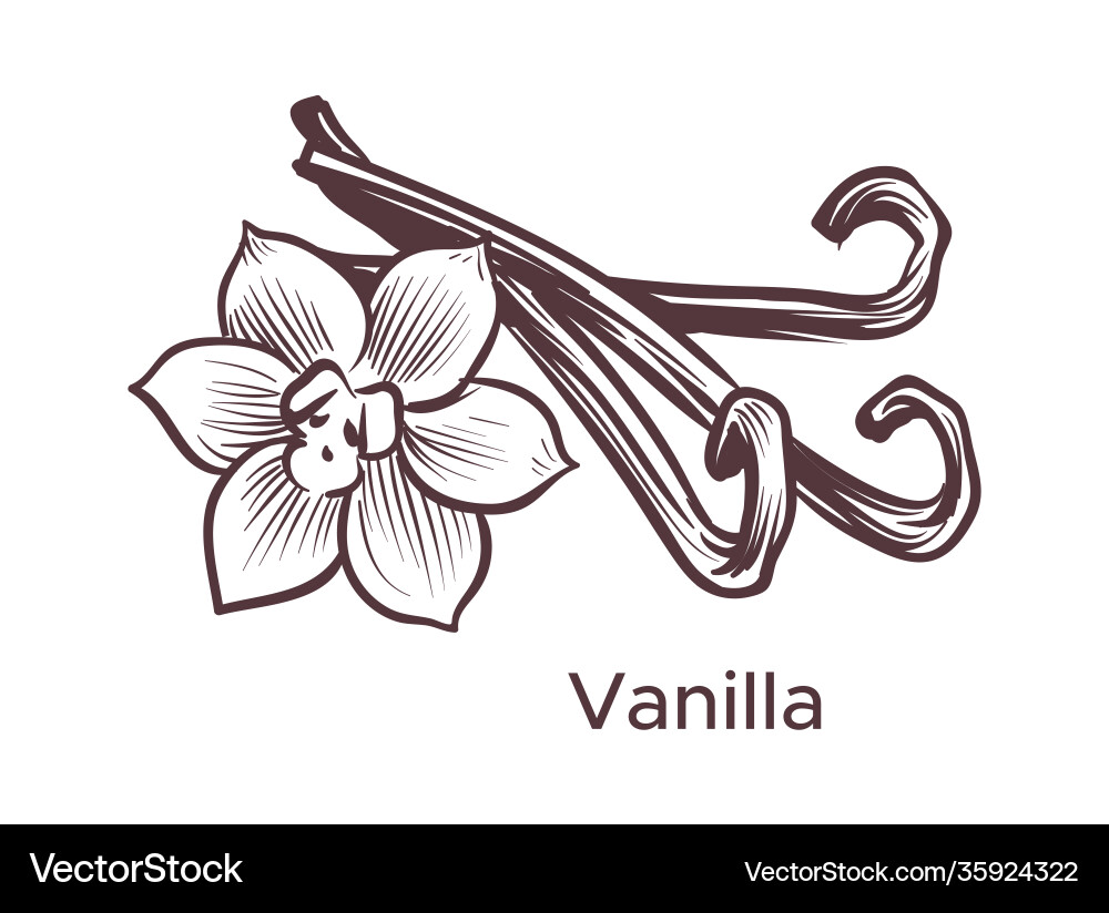 Hand drawn vanilla sketch cooking Royalty Free Vector Image