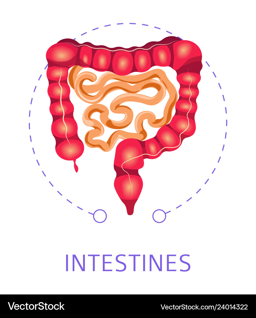 Digestive Track Vector Images (26)