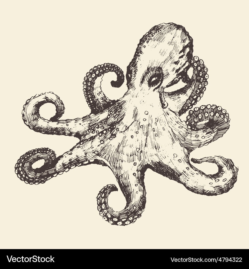 Octopus vintage hand drawn sketch Royalty Free Vector Image
