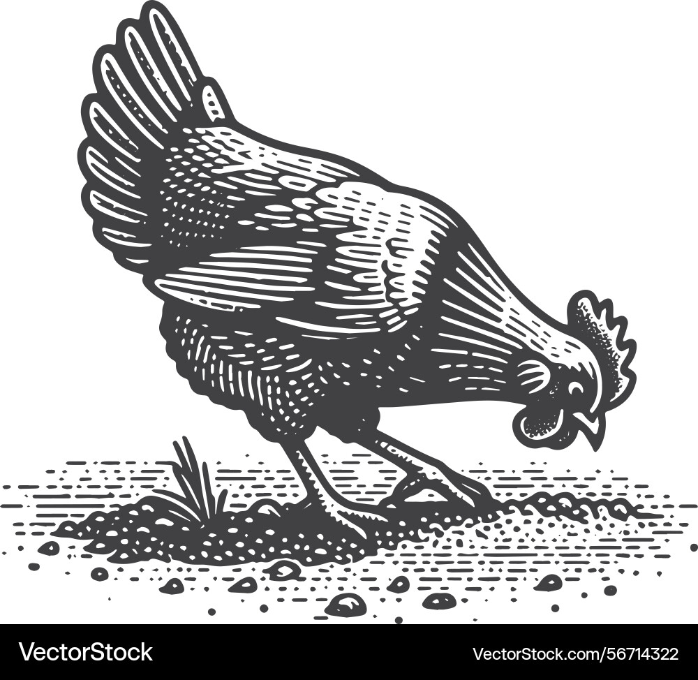 Vintage hand-drawn chicken pecking at seed farm Vector Image