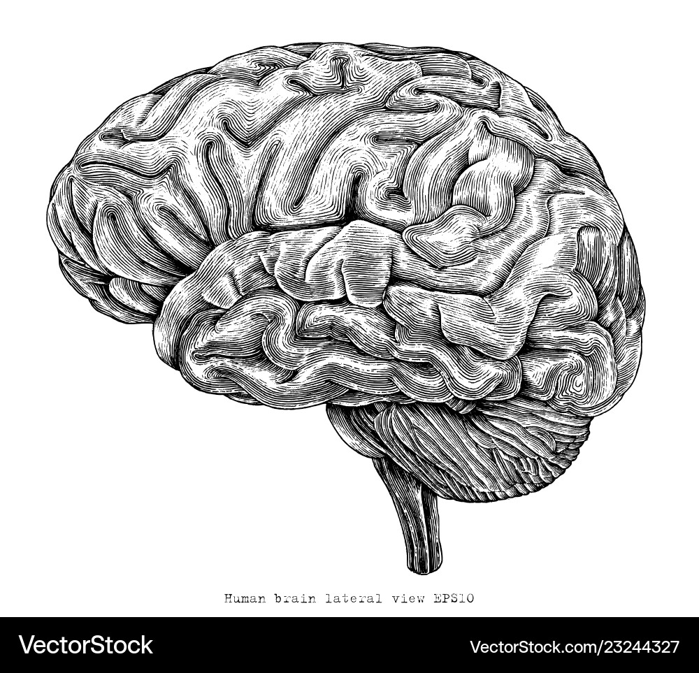 Human Body Lateral Vector Images (over 520)