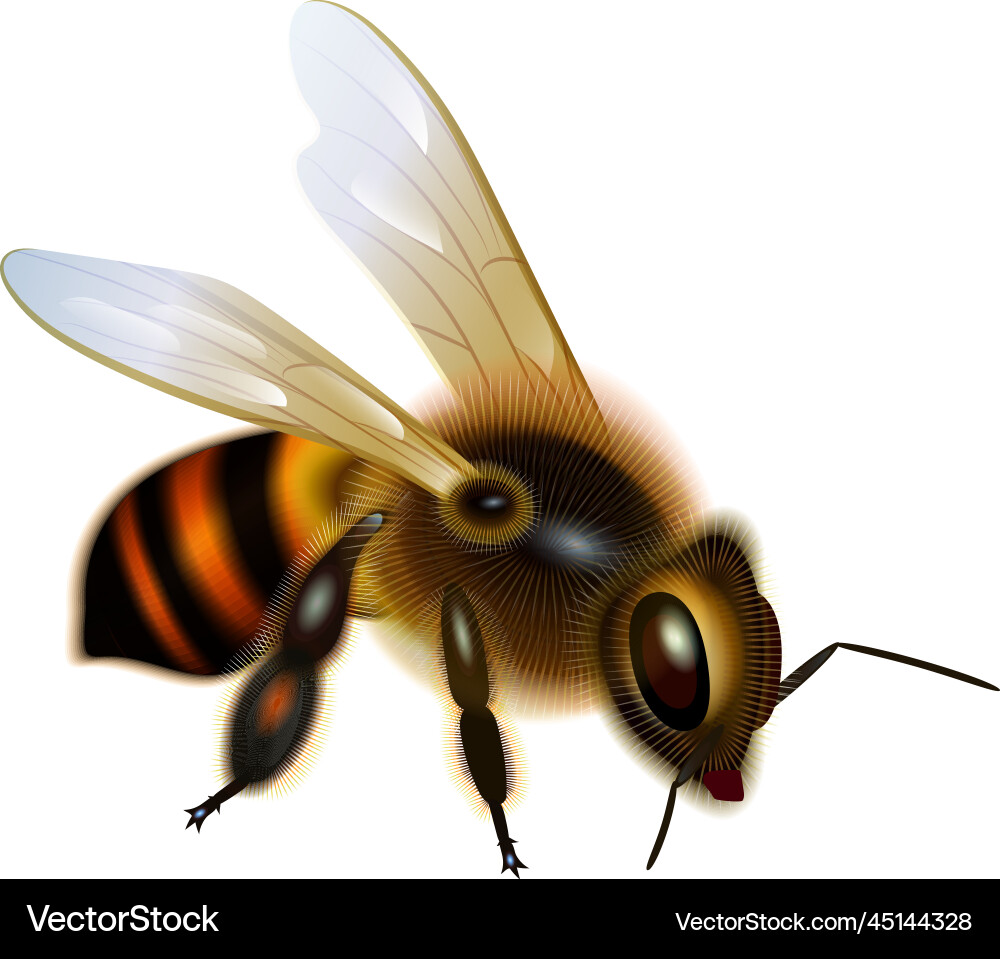 Blood Droplets Honeybee Royalty Free Vector Image