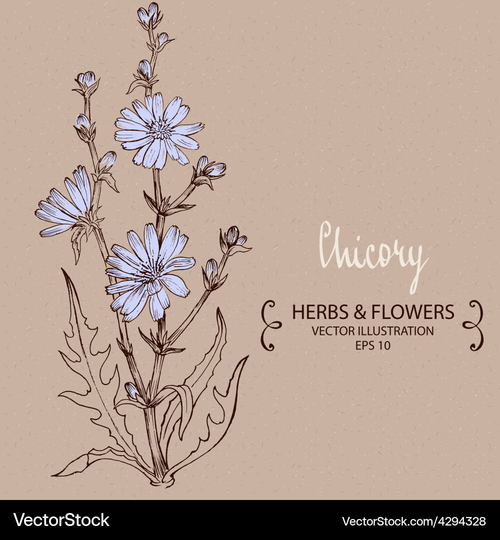 Blue chicory plant Royalty Free Vector Image - VectorStock