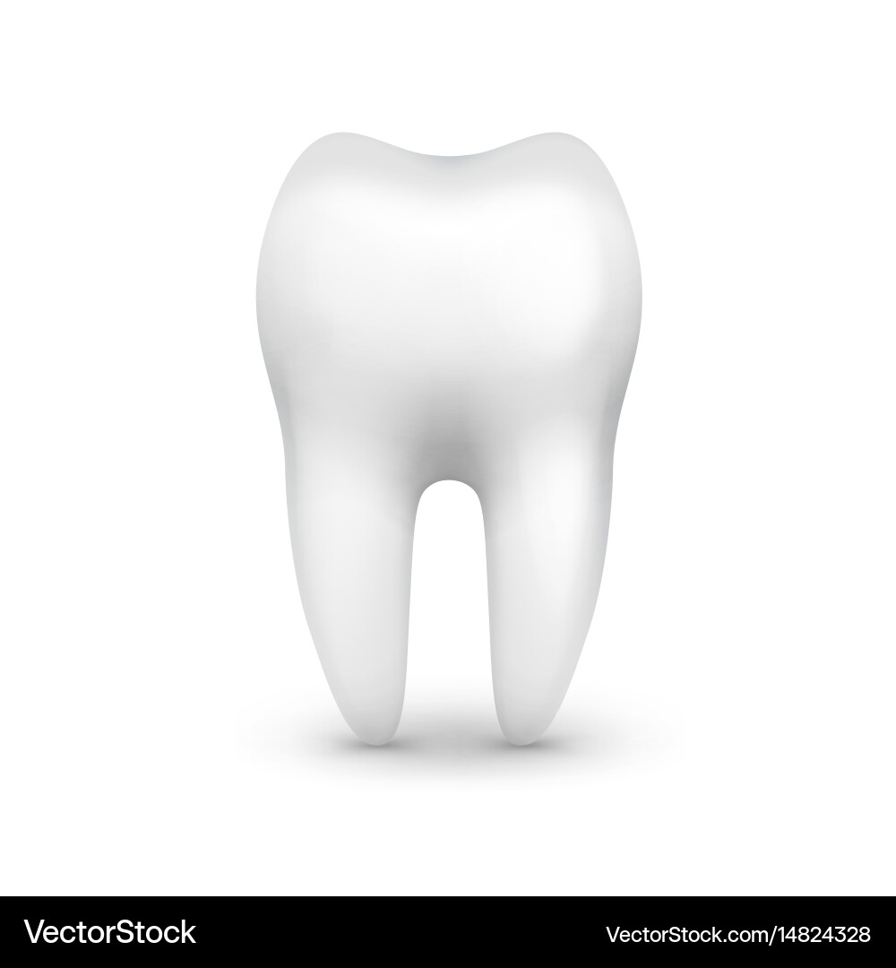 Single white tooth Royalty Free Vector Image - VectorStock