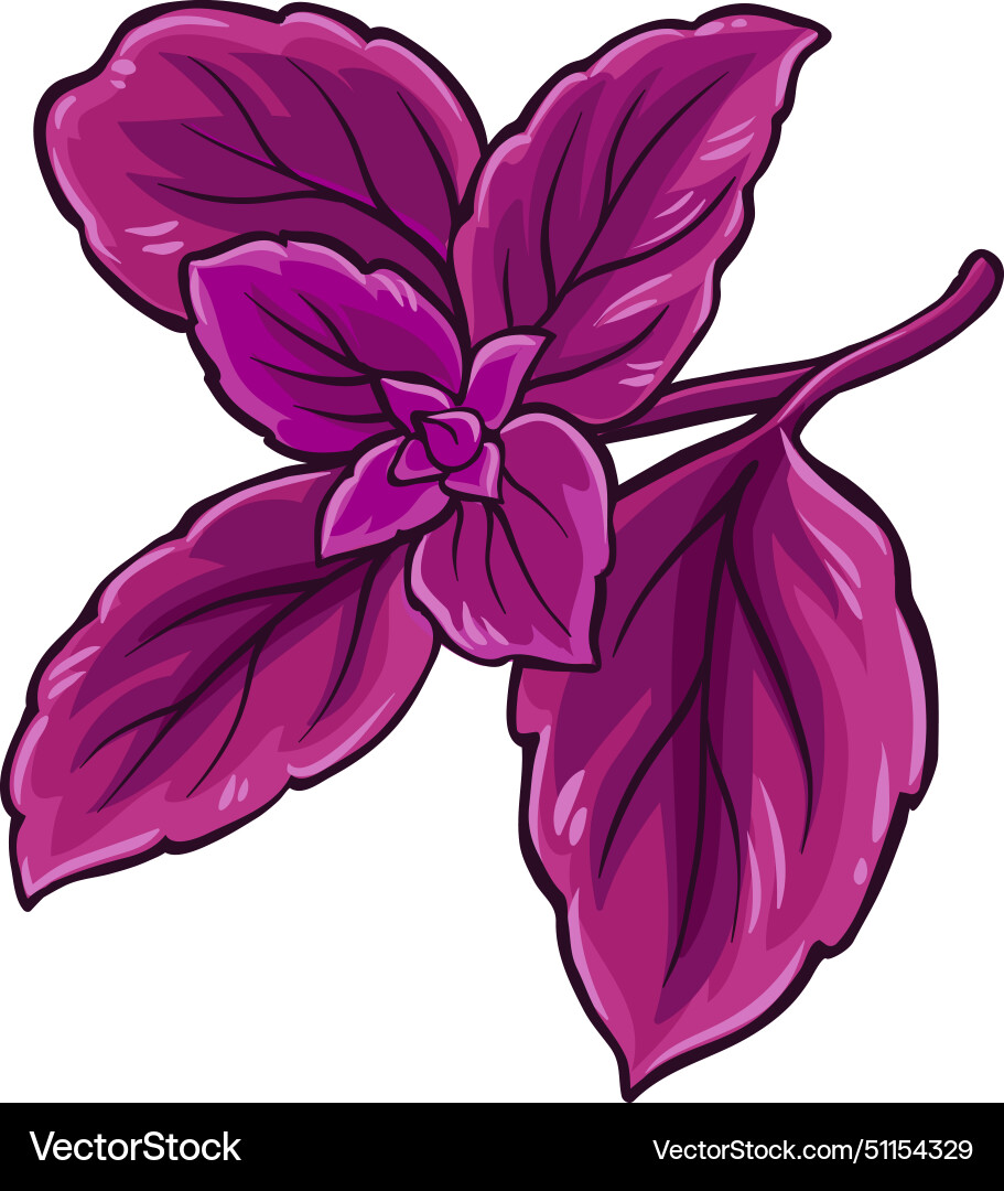 Purple basil colored detailed Royalty Free Vector Image