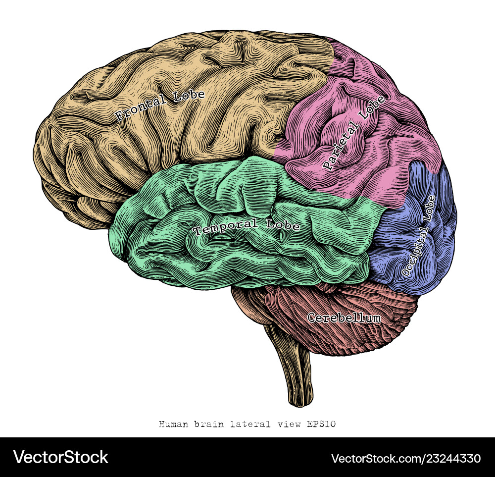 Human brain lateral view hand drawing vintage Vector Image