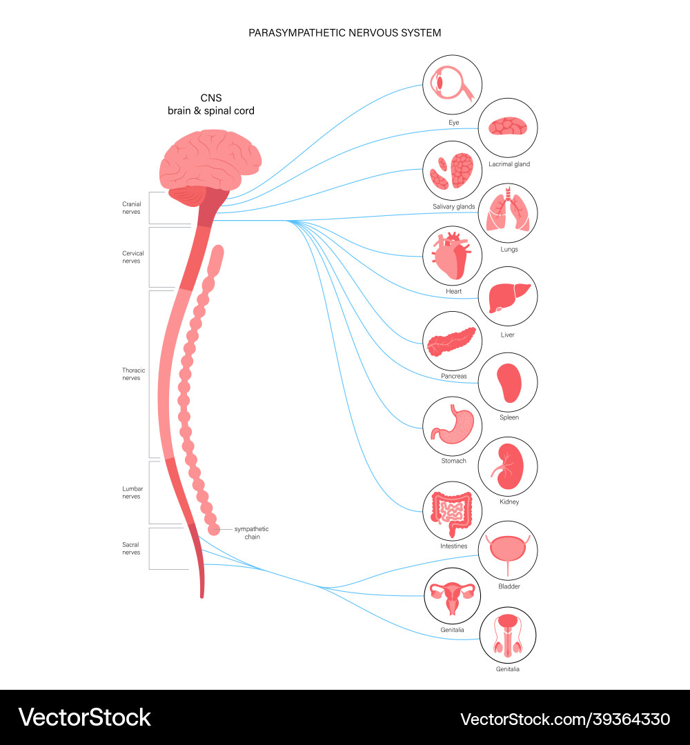 Parasympathetic nervous system Royalty Free Vector Image