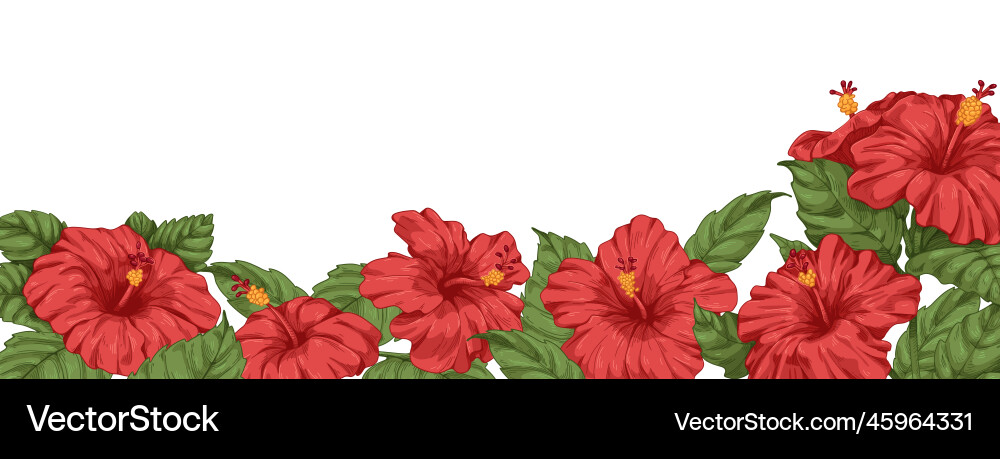 Hibiscus Flower Clipart Border Hibiscus Flower Drawing Hi Res Stock