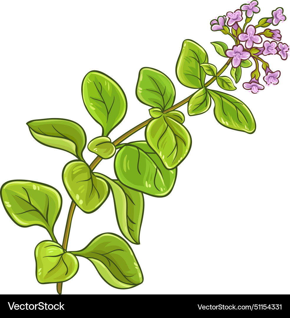 Oregano branch colored detailed Royalty Free Vector Image