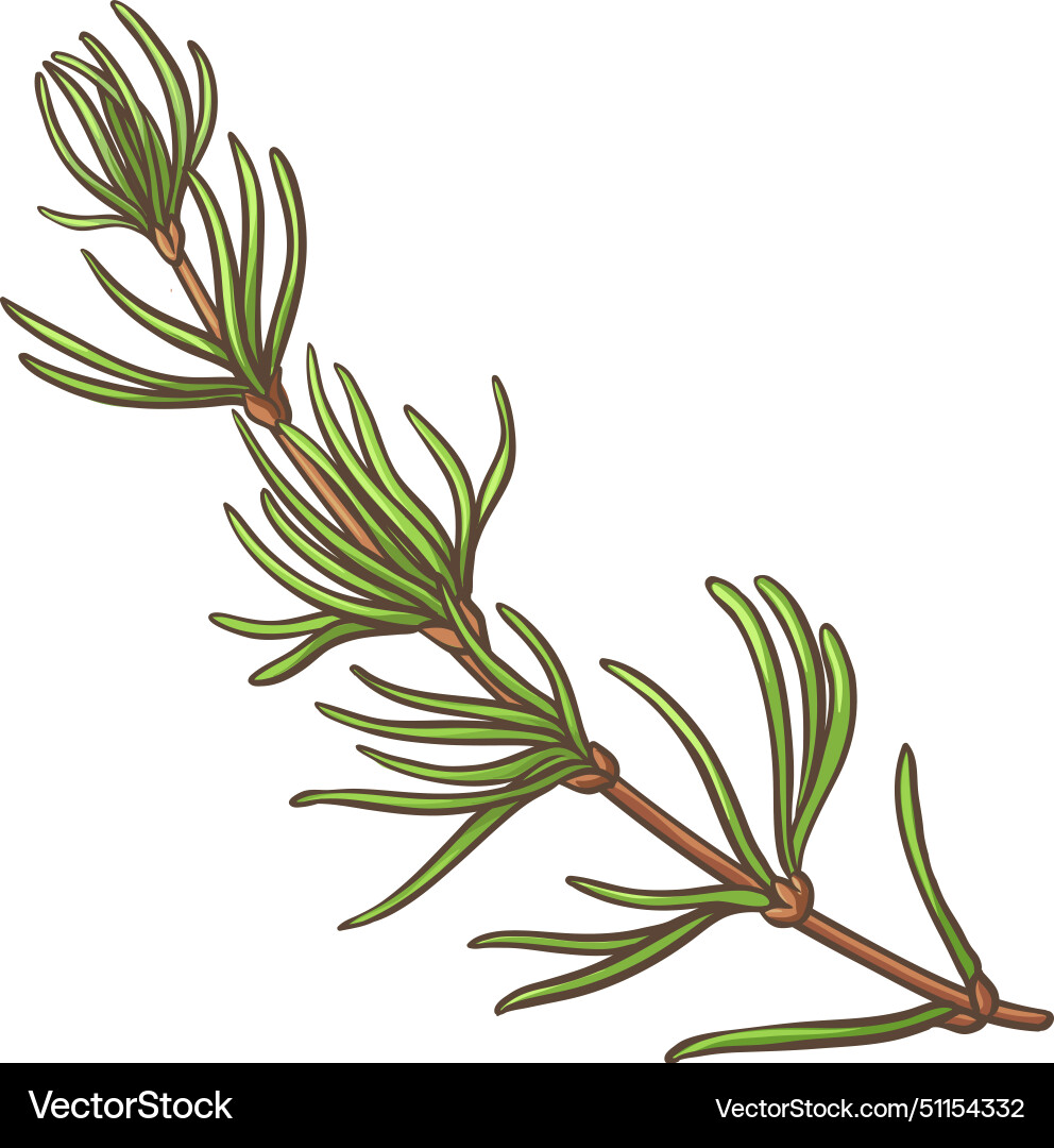 Rooibos branch colored detailed Royalty Free Vector Image