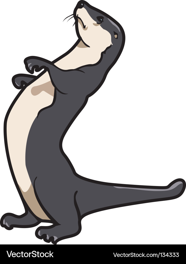 Ferret Royalty Free Vector Image - VectorStock