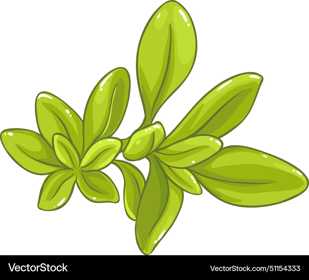 Sage plant colored detailed Royalty Free Vector Image