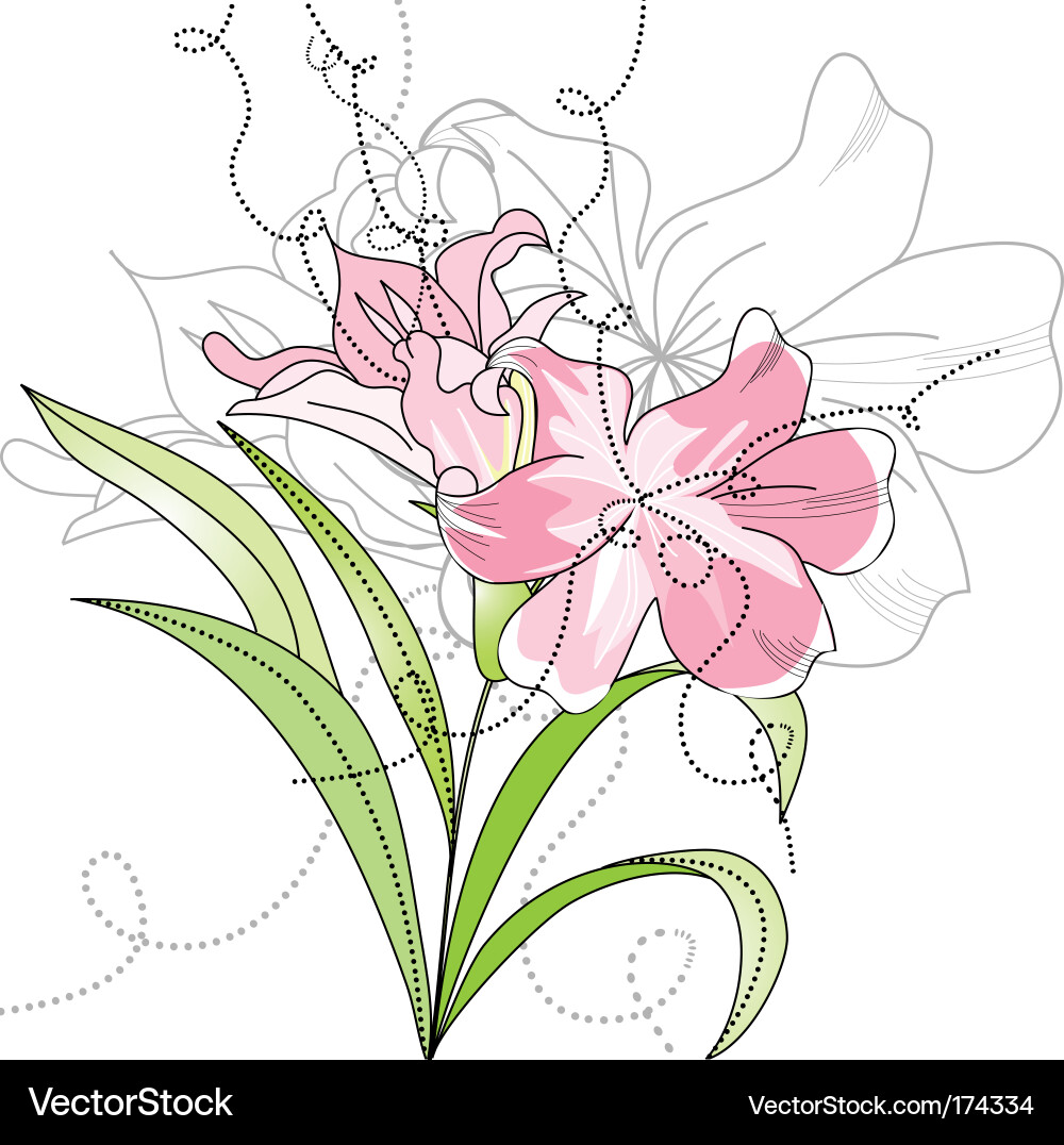 Lily flowers Royalty Free Vector Image - VectorStock