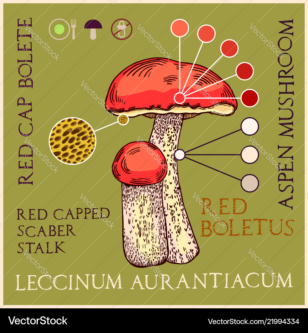 Red-cap bolete Royalty Free Vector Image - VectorStock