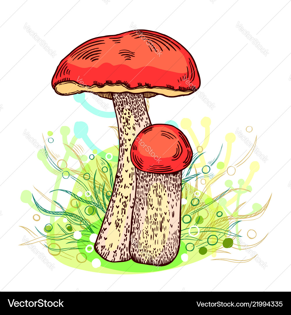 Red-cap bolete mushroom Royalty Free Vector Image