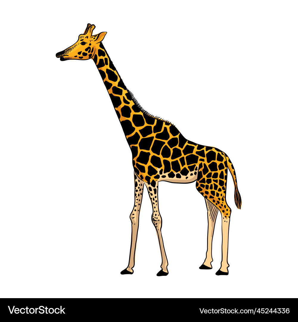 Drawing animal giraffe Royalty Free Vector Image
