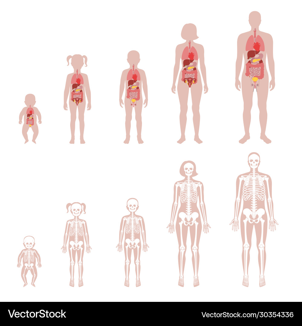 Human skeleton and internal organs Royalty Free Vector Image