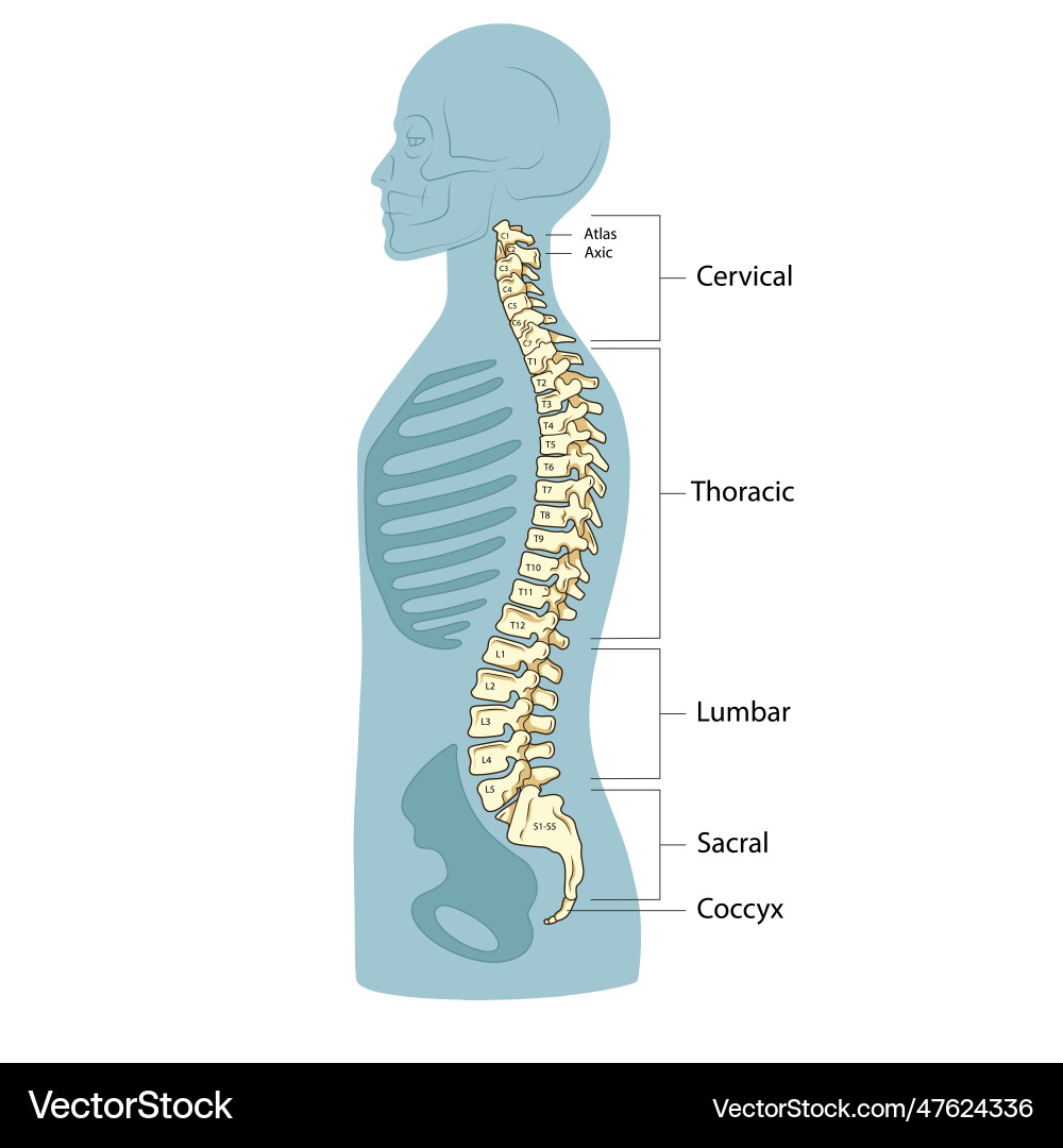 Human spine structure diagram medical science Vector Image