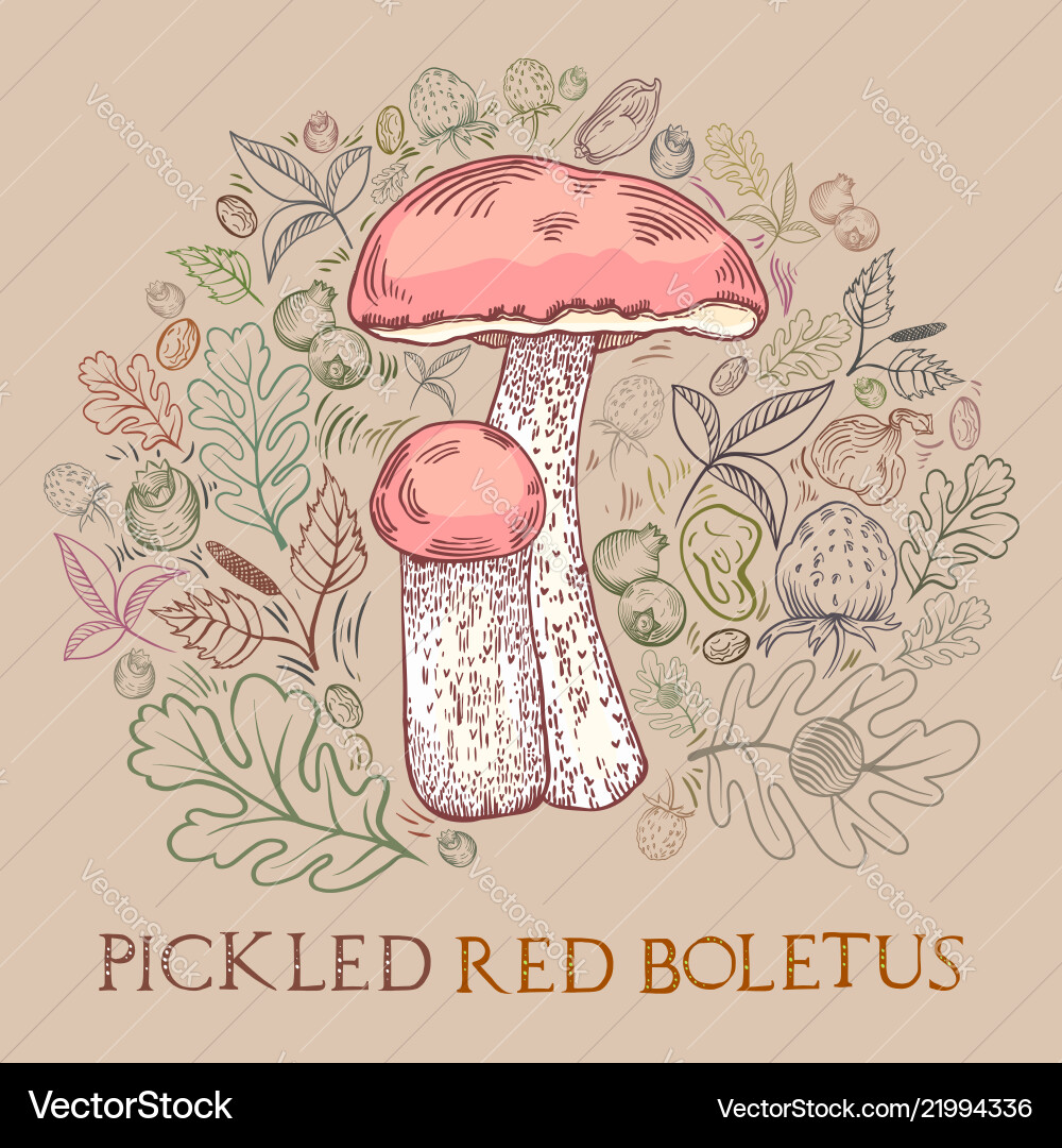 Pickled red-cap bolete mushroom with leaves Vector Image