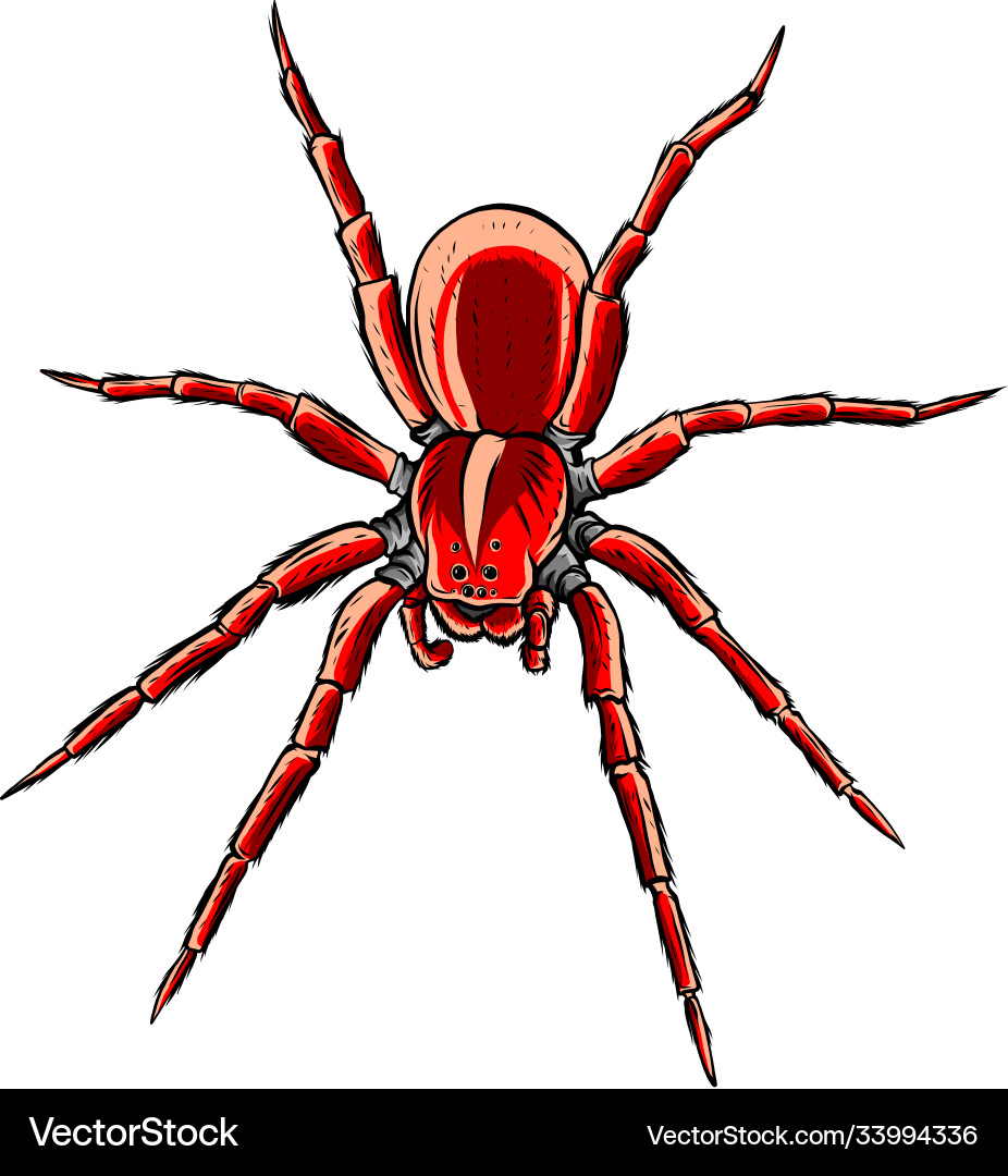 Red back spider and simple design Royalty Free Vector Image
