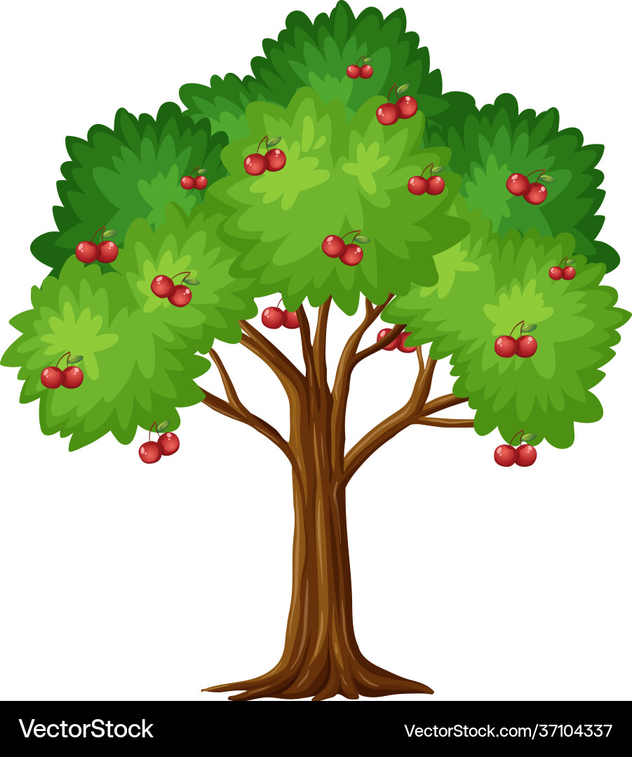 Cherry tree isolated on white background Vector Image