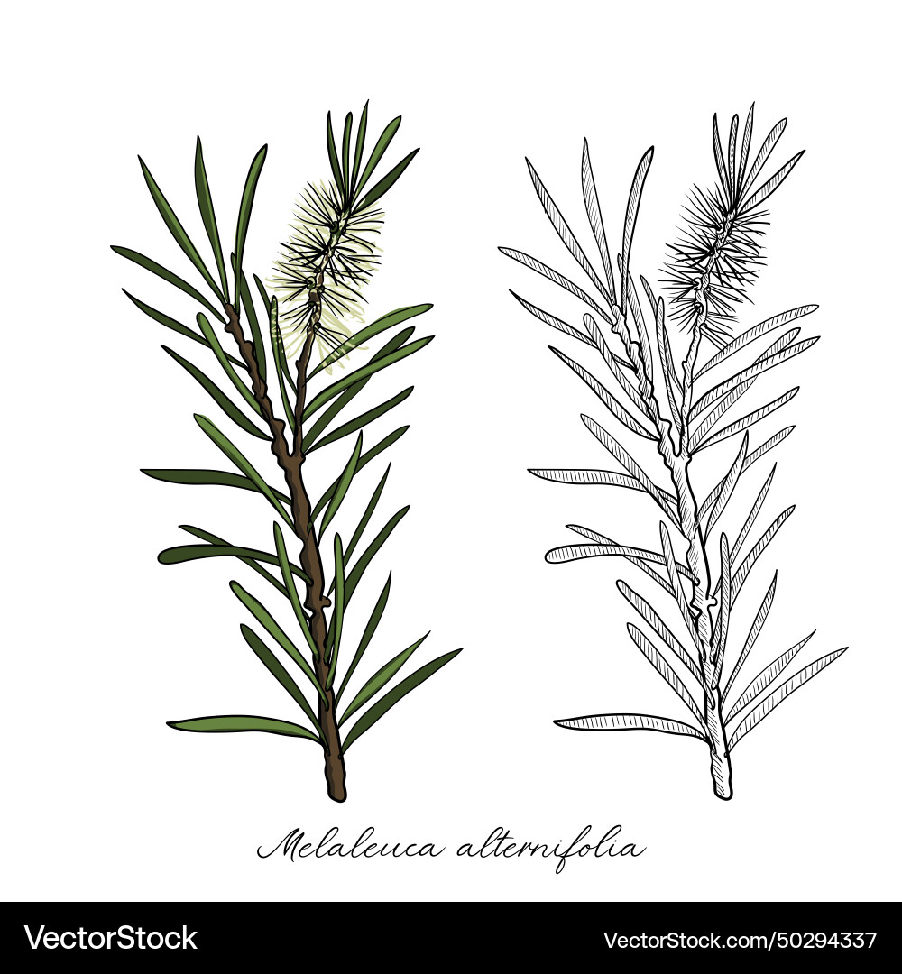 Drawing tea tree branch Royalty Free Vector Image