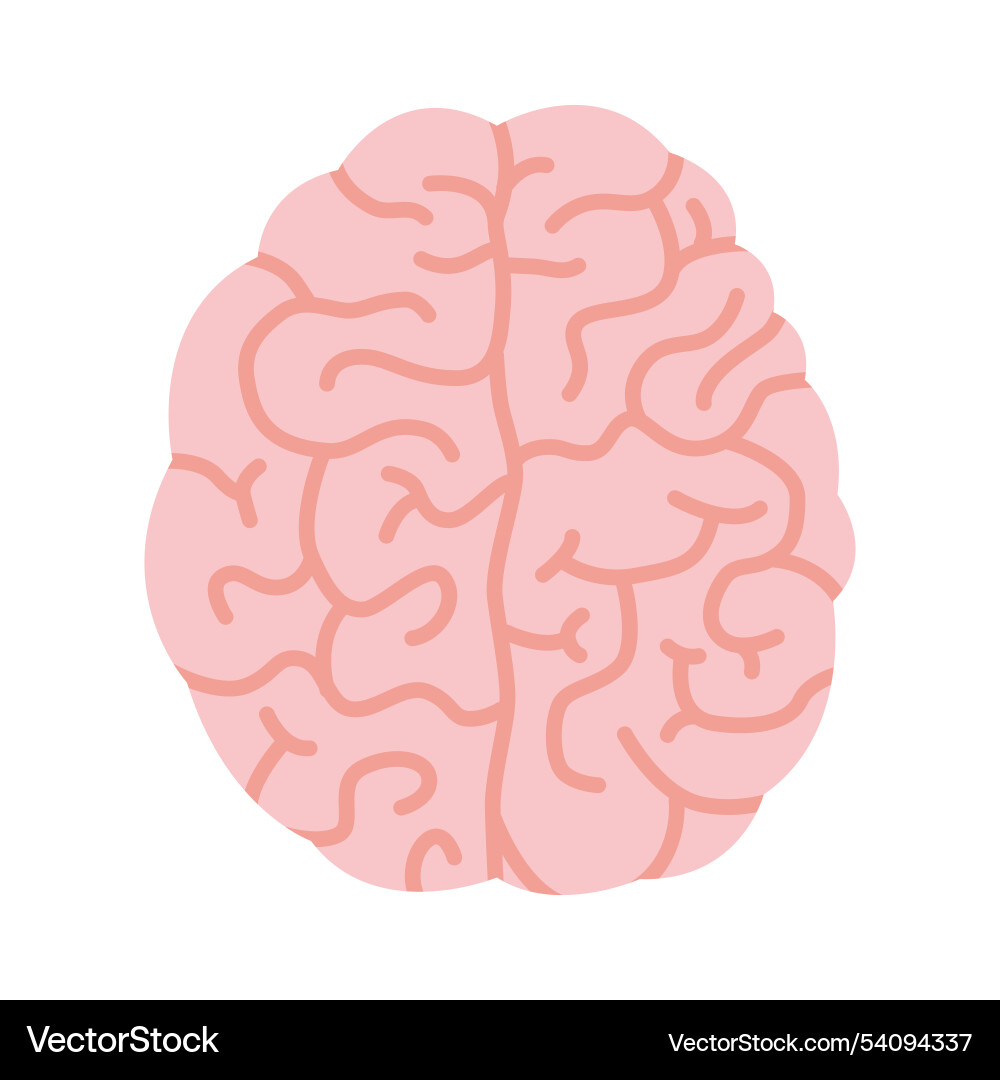 Human brain two hemispheres top view isolated Vector Image