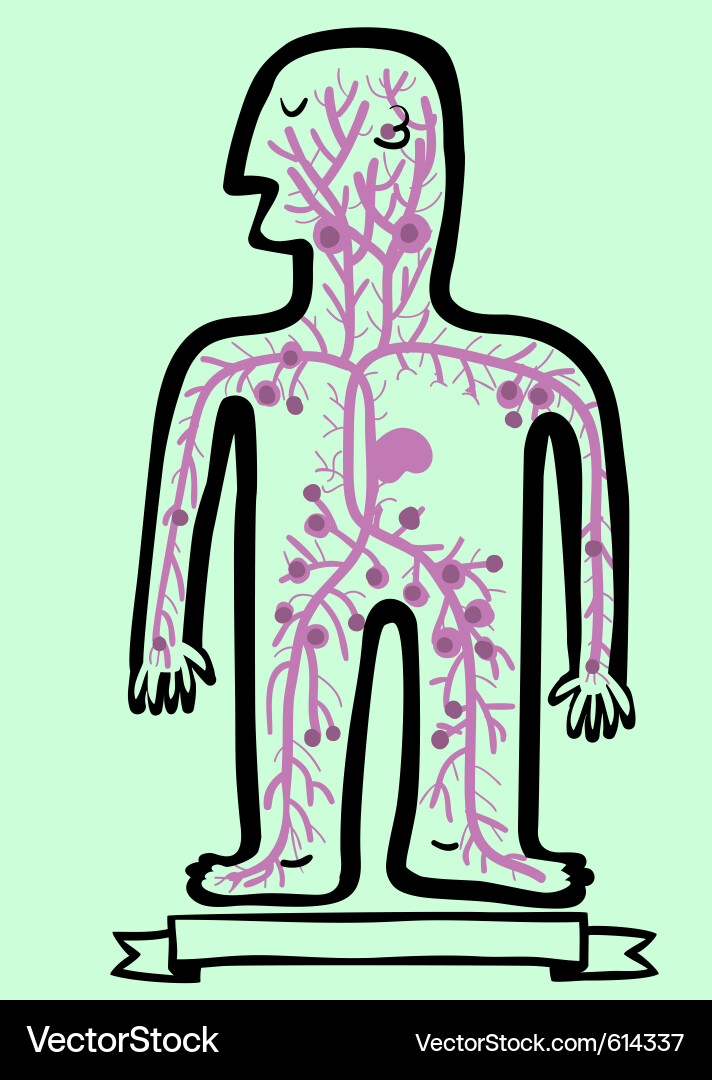 Human lymphatic system Royalty Free Vector Image