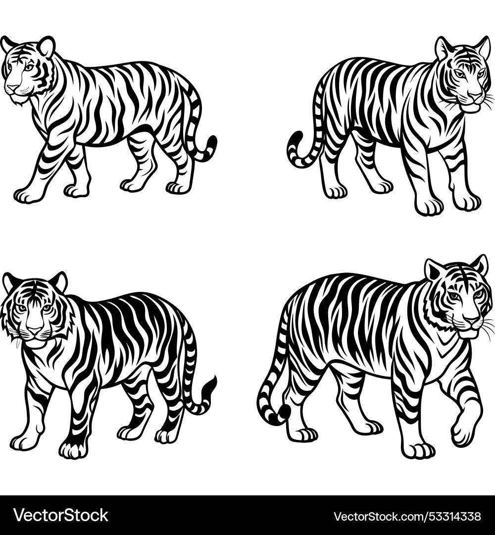 Tiger walking svg Royalty Free Vector Image - VectorStock