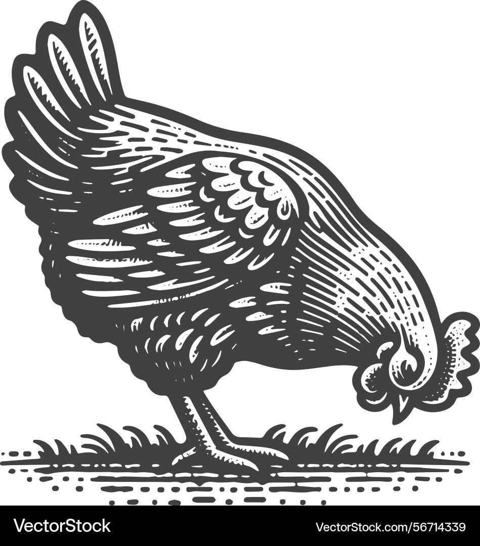 Vintage hand-drawn chicken pecking at seed farm Vector Image