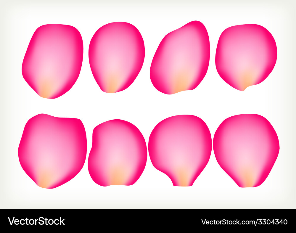 Petals of roses Royalty Free Vector Image - VectorStock