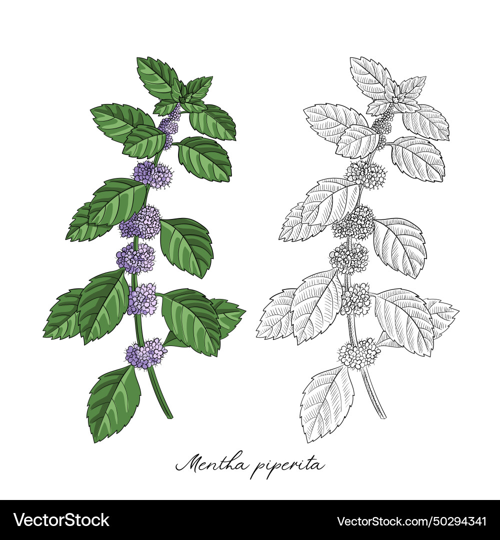 Peppermint flower Royalty Free Vector Image - VectorStock