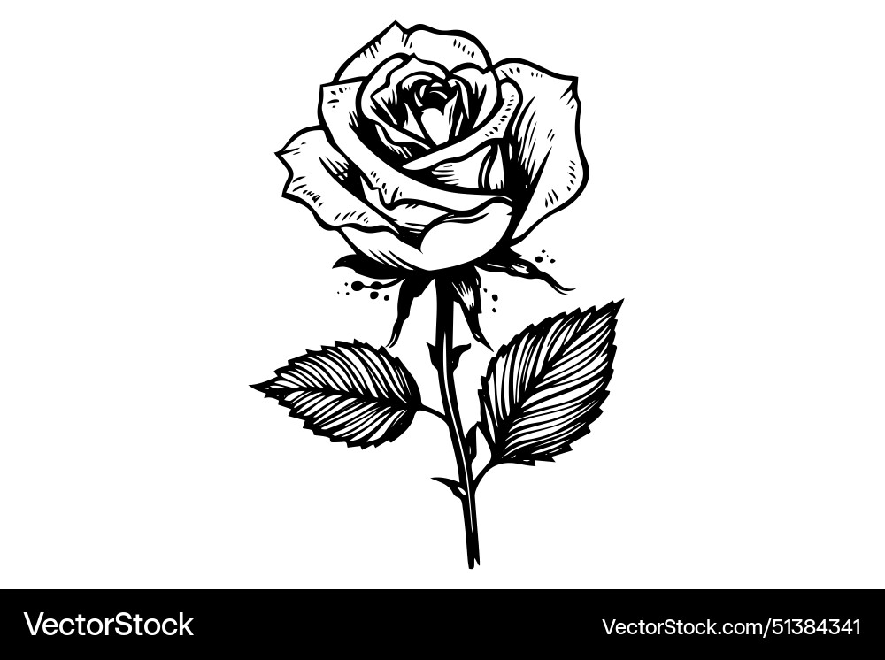 Rose flower hand drawn ink sketch engraving style Vector Image