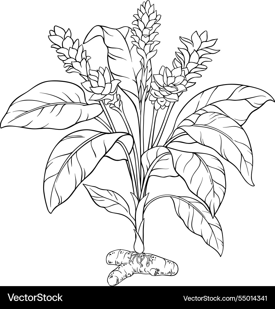 Turmeric plant isolated outline Royalty Free Vector Image