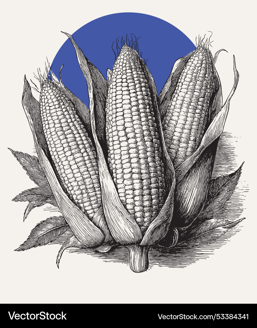 Vintage engraving of bunch maize Royalty Free Vector Image