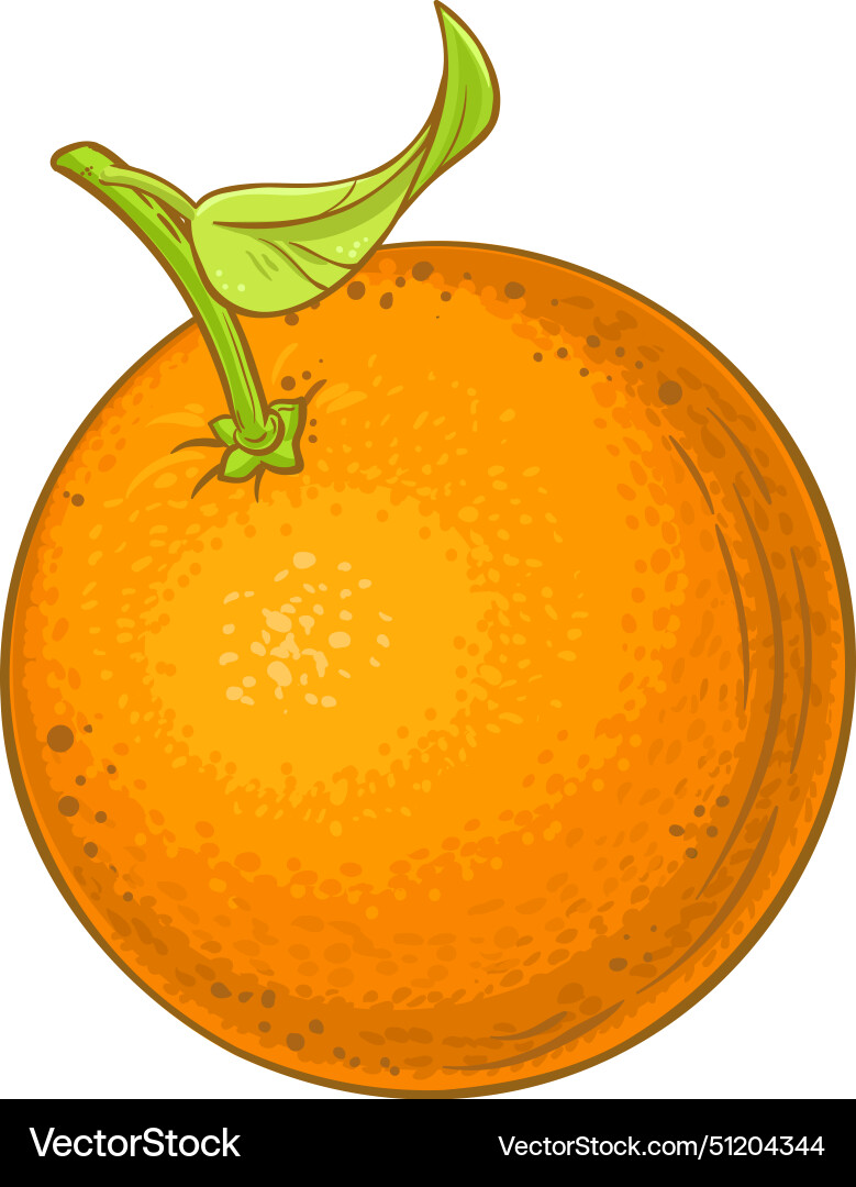 Orange fruit colored detailed Royalty Free Vector Image Orange fruit colored detailed Royalty Free Vector Image