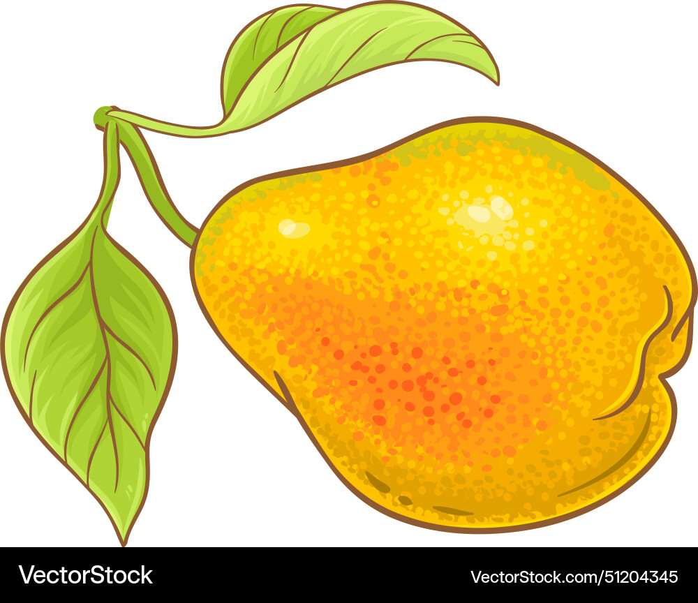 Pear fruit colored detailed Royalty Free Vector Image Pear fruit colored detailed Royalty Free Vector Image