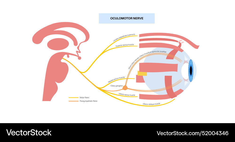 Oculomotor Nerve Anatomy – Royalty-Free Vector | VectorStock