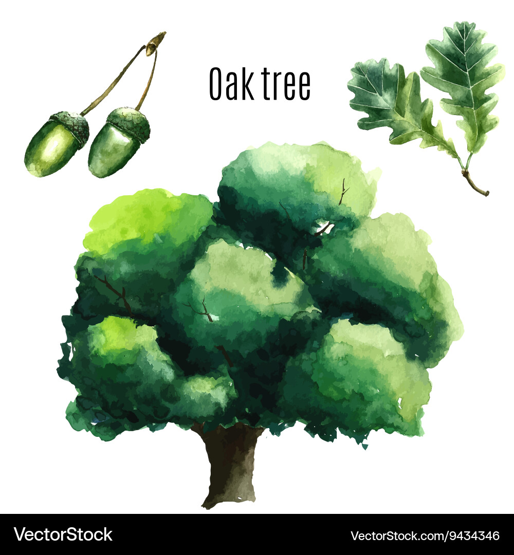 Watercolor Oak Tree Royalty Free Vector Image - VectorStock
